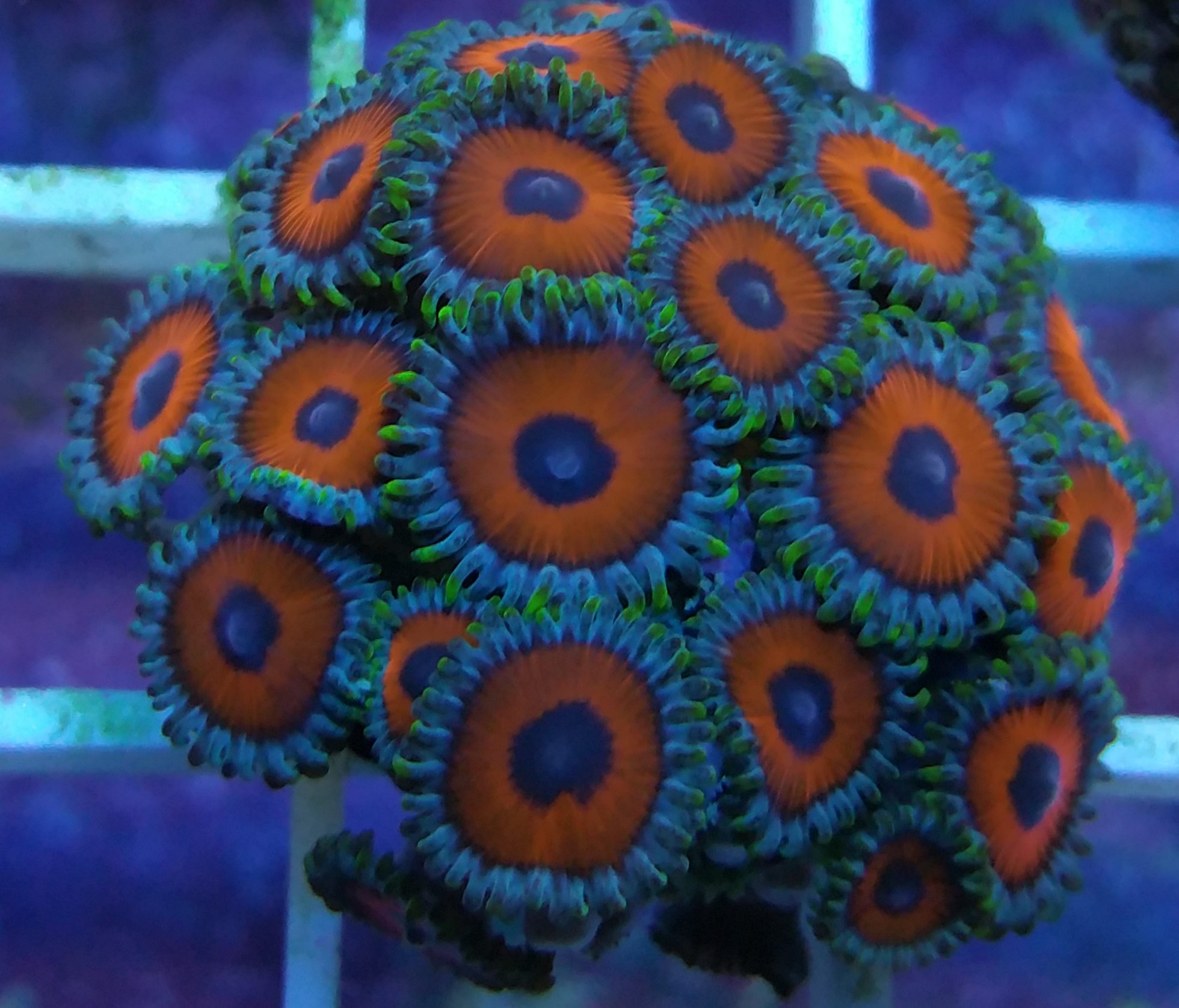 Two AMAZING zoa/paly Frag Packs | REEF2REEF Saltwater and Reef Aquarium ...
